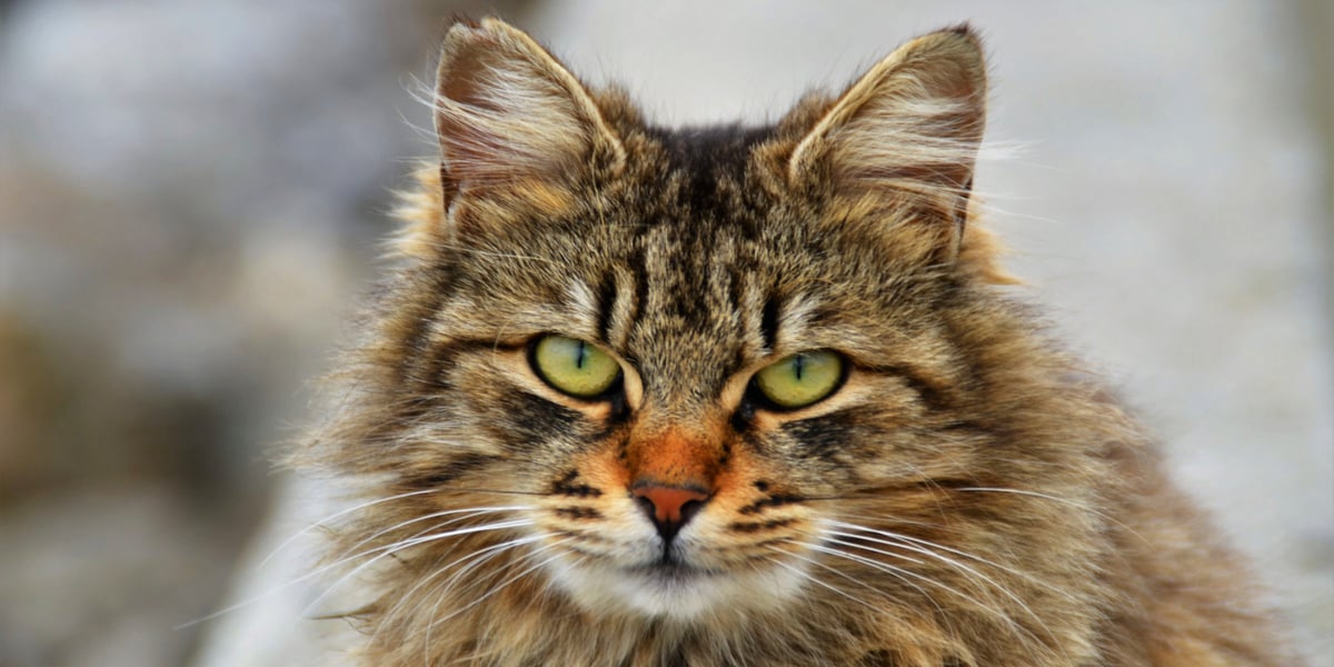 Waggel Blog - Biggest Domestic Cats | What Are the Largest Cat Breeds?