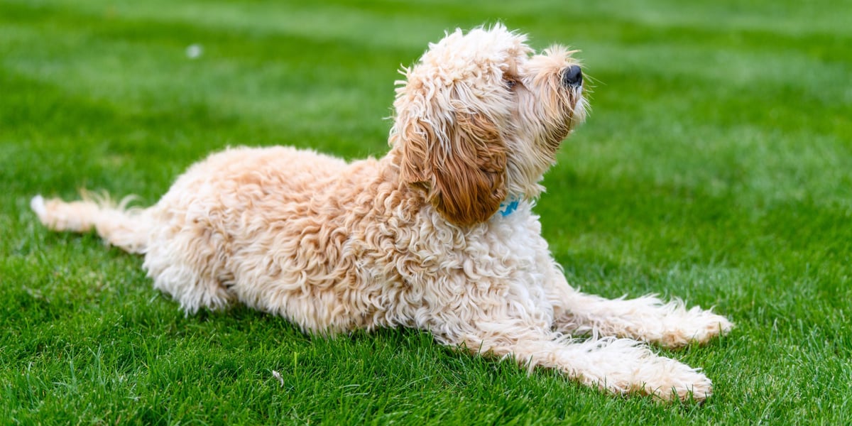 Waggel Blog - Cockapoo VS Cavapoo | Comparing the Breeds