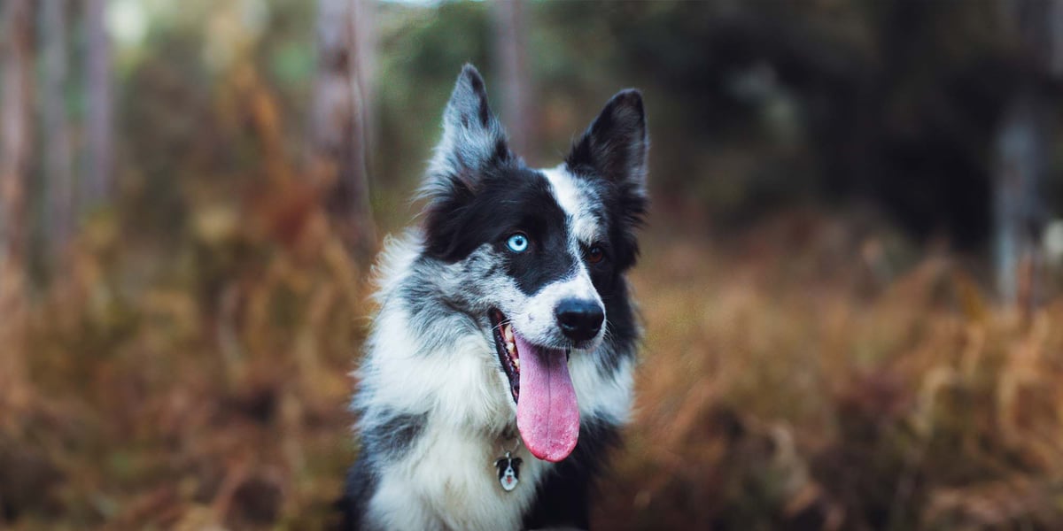 Waggel Blog - Our Top Border Collie Names - Naming Your Collie Has ...