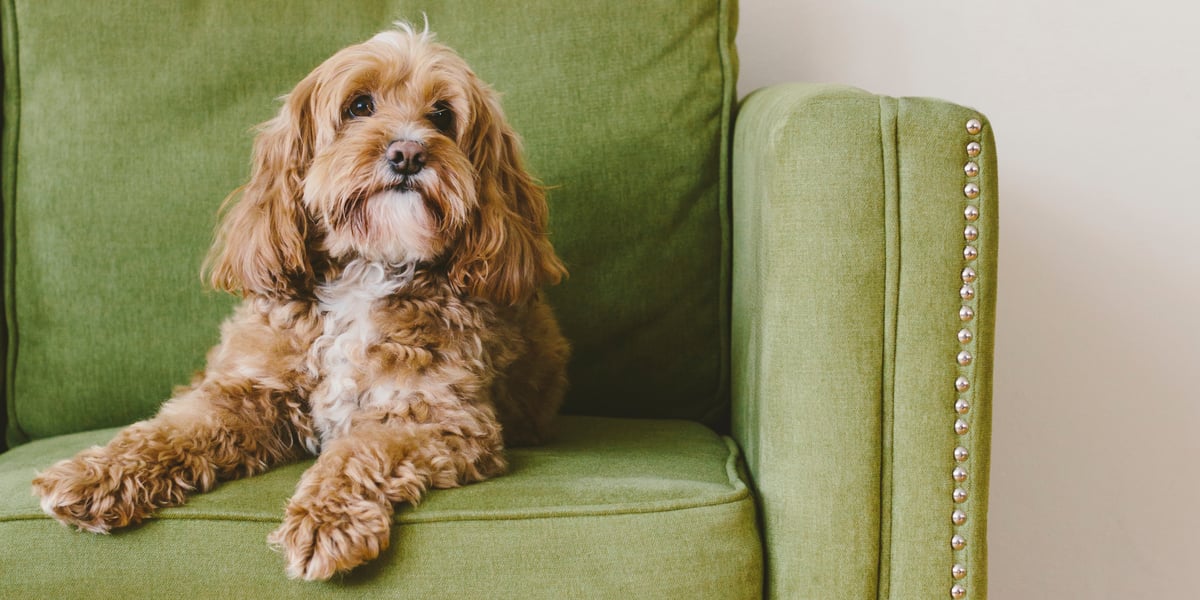 Waggel Blog - Best Dog Breeds | Top 10 Breeds in the UK