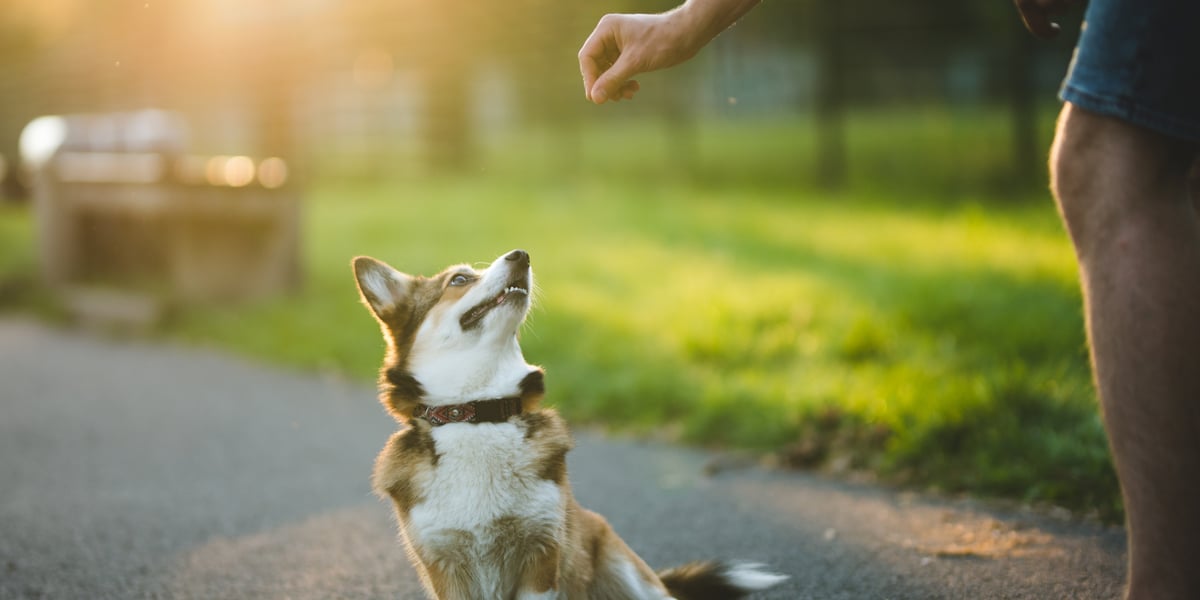 Waggel Blog - Puppy Essentials: A New Owner's Guide to Preparing for ...