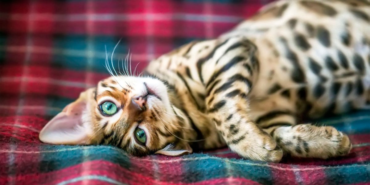waggel-blog-cat-names-waggel-s-top-uncommon-cat-names