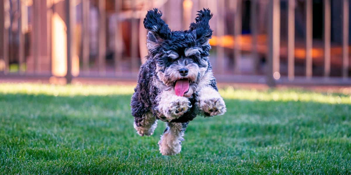 Waggel Blog - The Cockapoo Colour Wheel