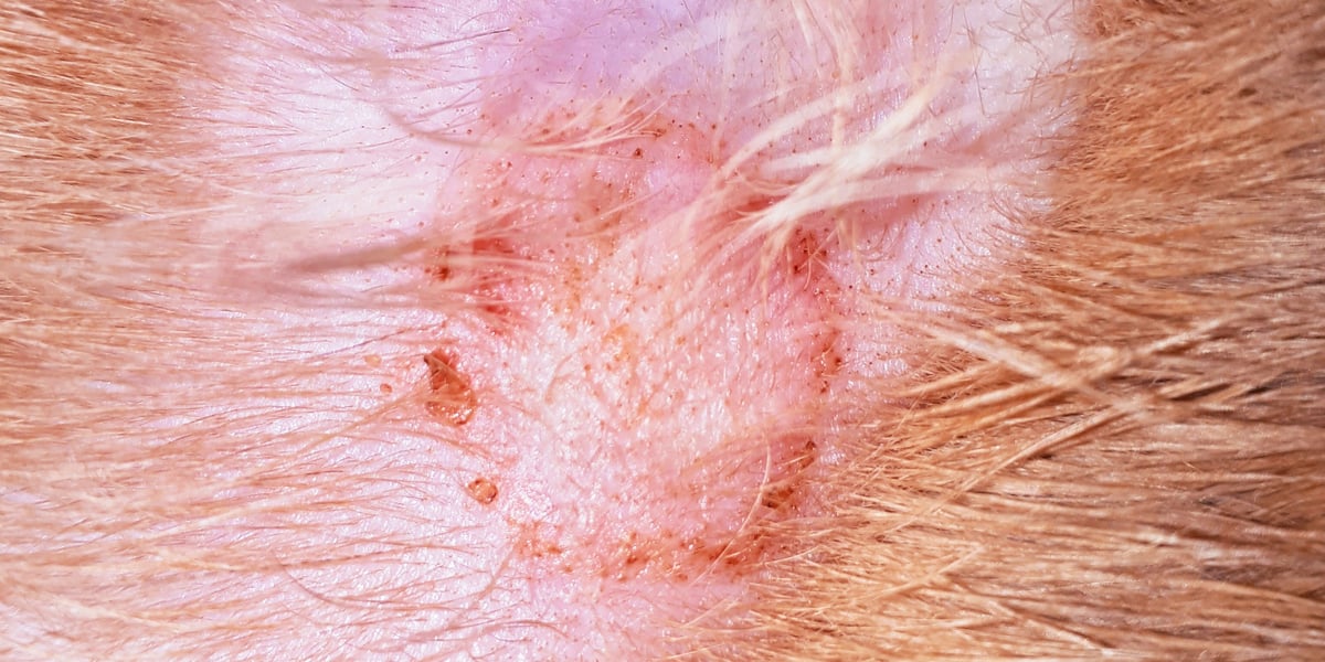 Waggel Blog - Ringworm in Cats - Treatment and Symptoms