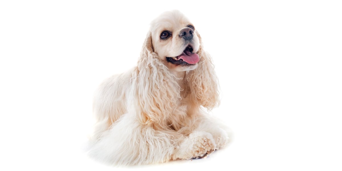 Waggel Blog - Spaniel Breeds | UK's Top 15 Types of Spaniels