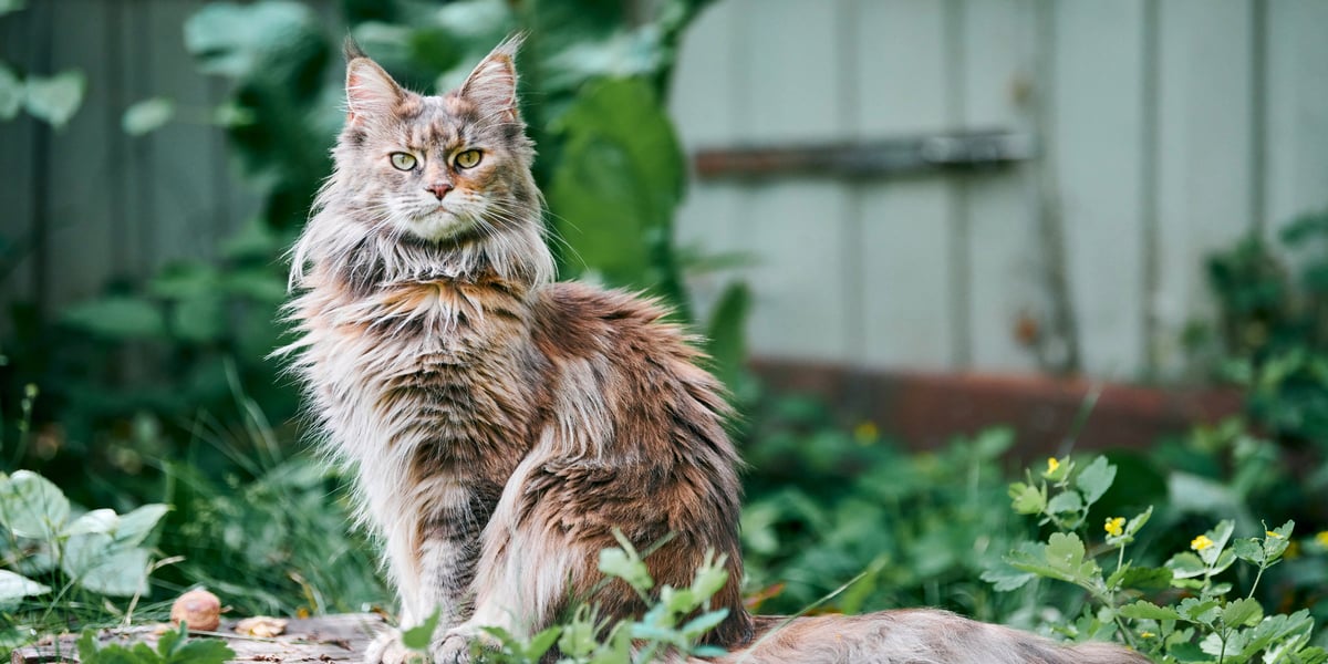 Waggel Blog - Biggest Domestic Cats | What Are the Largest Cat Breeds?