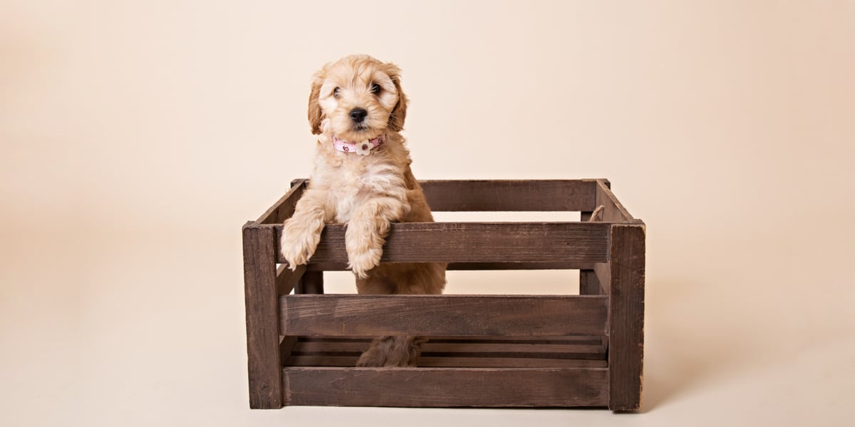 Waggel Blog - Cockapoo Names: The Top 20 Names for Your New Cockapoo