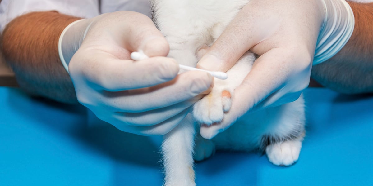 Waggel Blog - Ringworm in Cats - Treatment and Symptoms