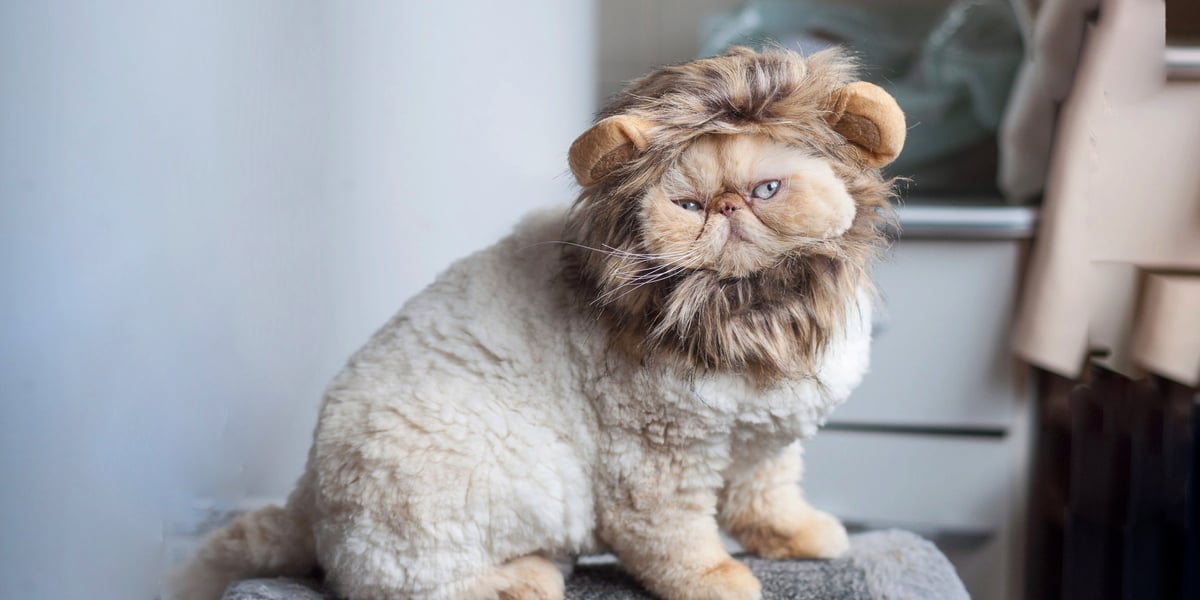 Waggel Blog - Lion Cut for Cats | Is it Safe to Give my Cat a Lion Cut?