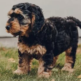 Waggel Blog - The Cockapoo Colour Wheel