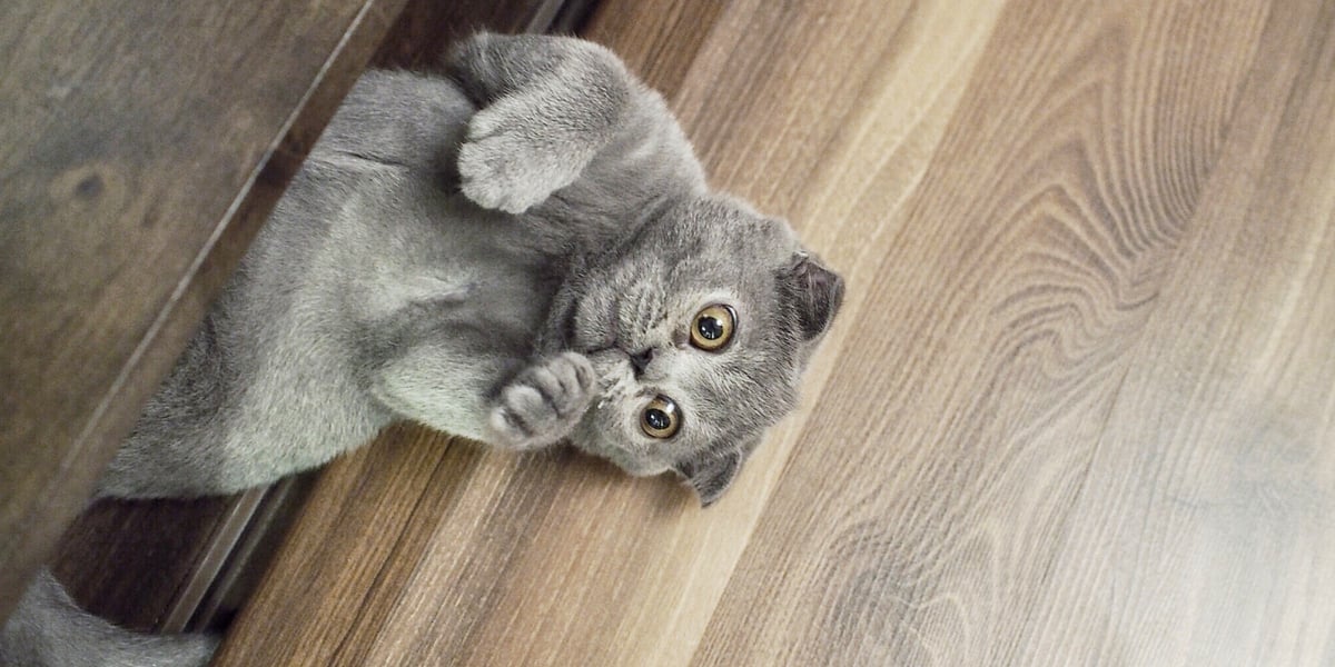 Waggel Blog - Cat Names | Waggel's Top Uncommon Cat Names