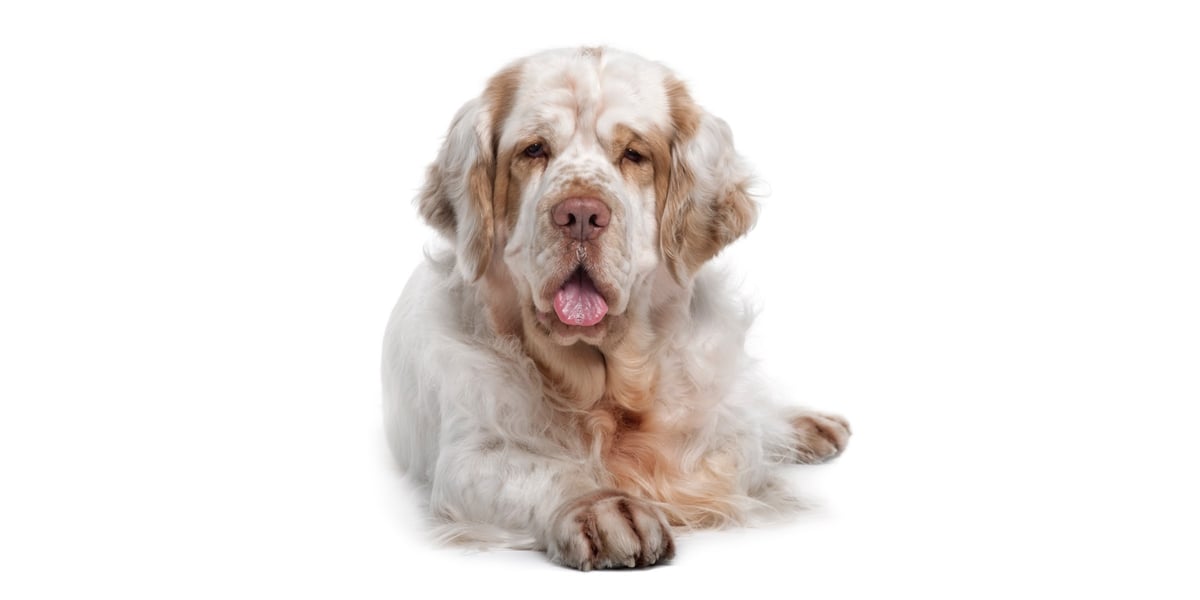 Waggel Blog - Spaniel Breeds | UK's Top 15 Types of Spaniels