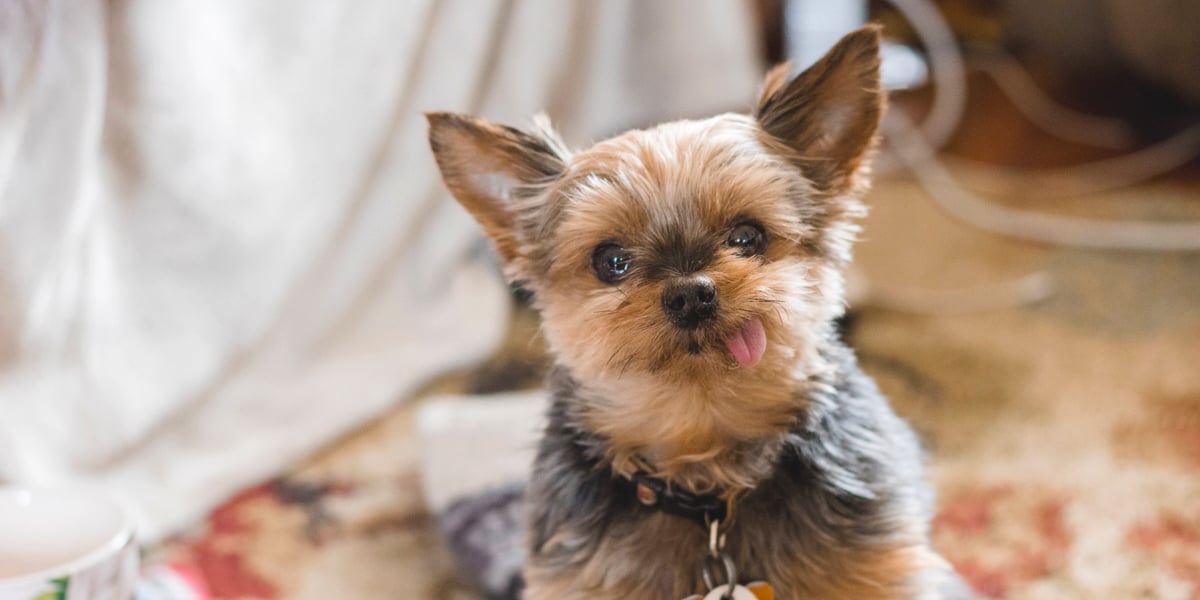 Waggel Blog - Teacup Dogs | What Are They? Plus Some Cute Pics