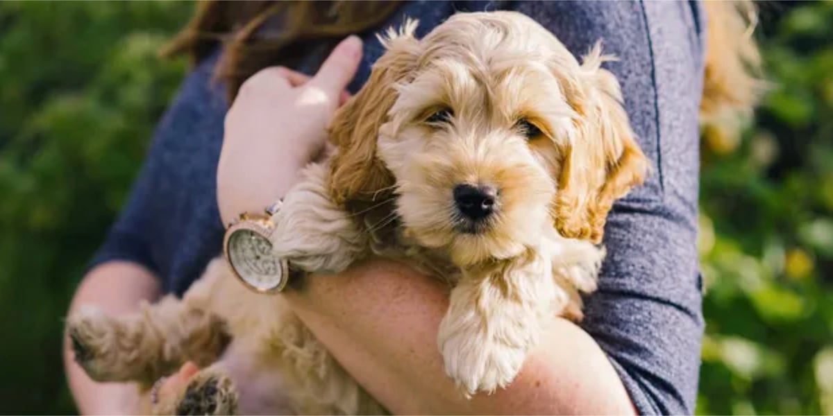 Waggel Blog - Cockapoo Names: The Top 20 Names for Your New Cockapoo