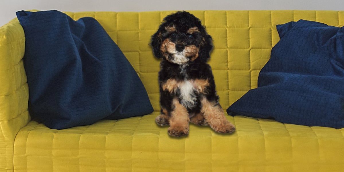 Waggel Blog - The Cockapoo Colour Wheel