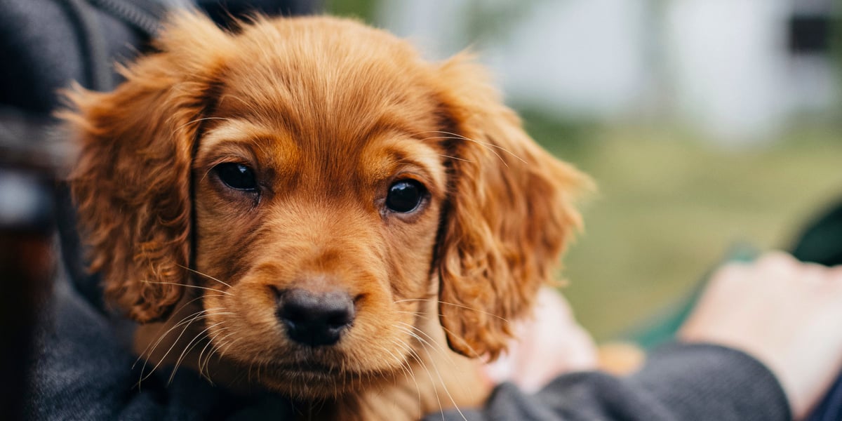 Waggel Blog - Cocker Spaniel Names | Waggel’s Top 20