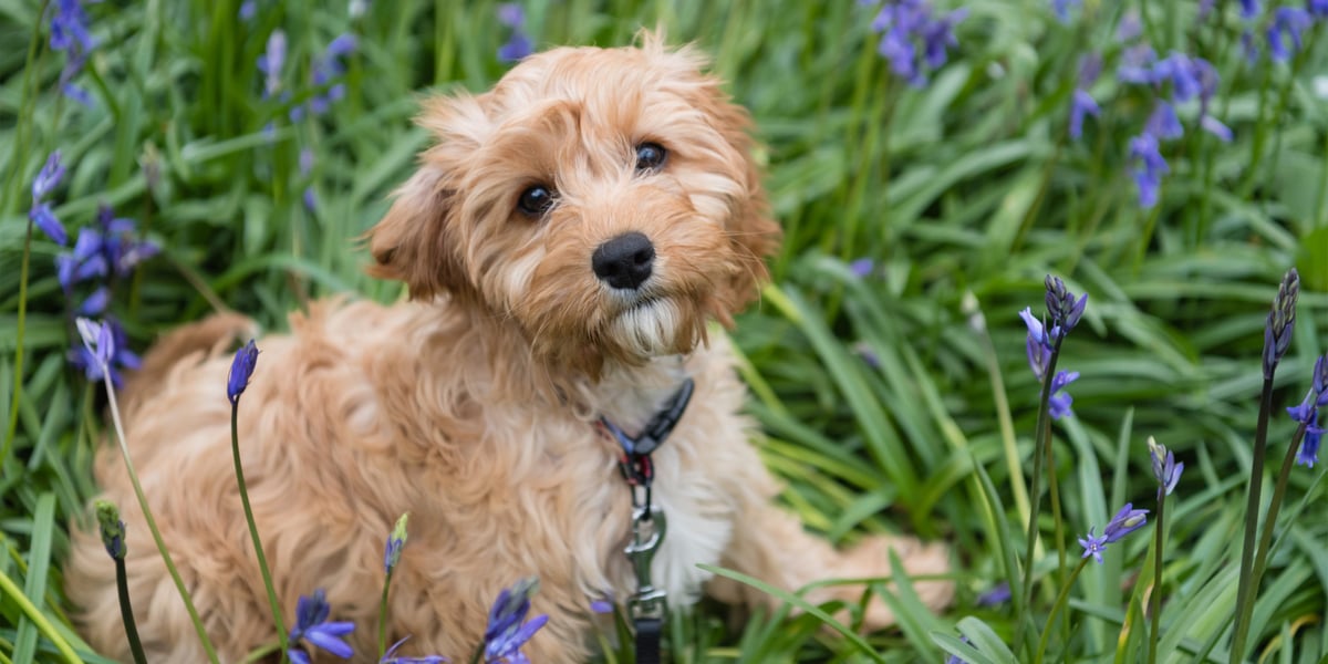 Waggel Blog - Cockapoo VS Cavapoo | Comparing the Breeds