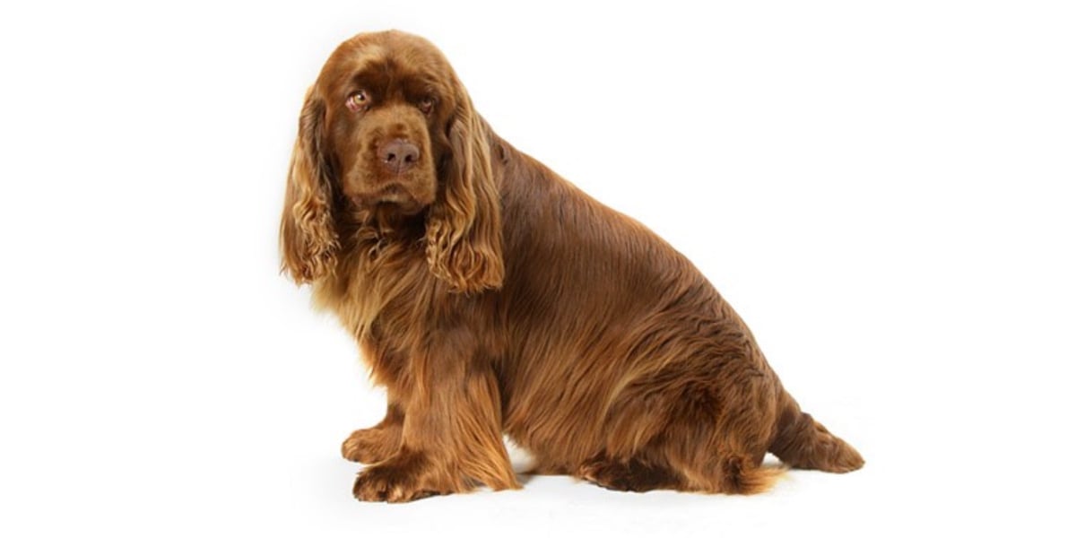 Waggel Blog - Spaniel Breeds | UK's Top 15 Types of Spaniels