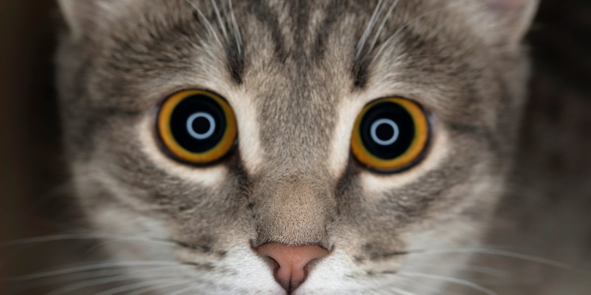 Waggel Blog - Do Cats See Colour? - How Cats See the World