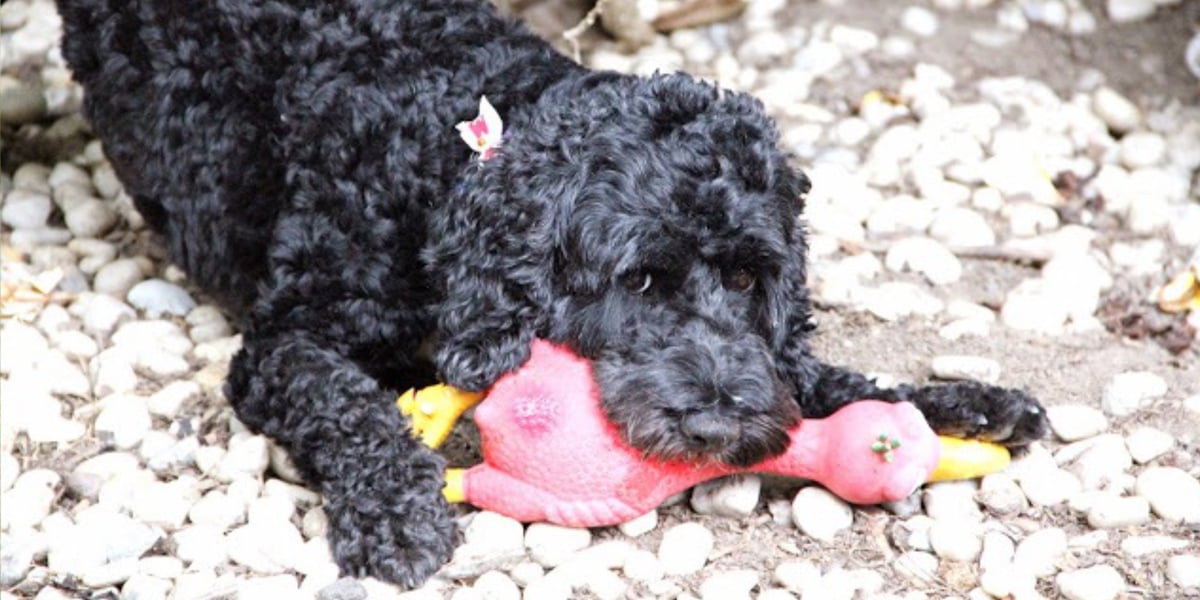 Waggel Blog - The Cockapoo Colour Wheel