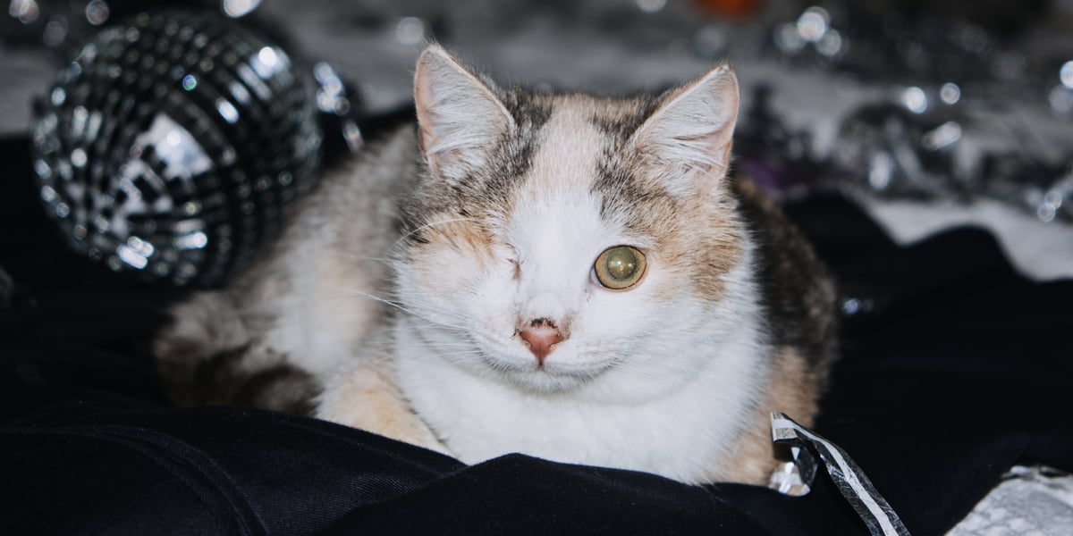 Waggel Blog - The Purrfect Guide to Understanding Cat Eye Problems