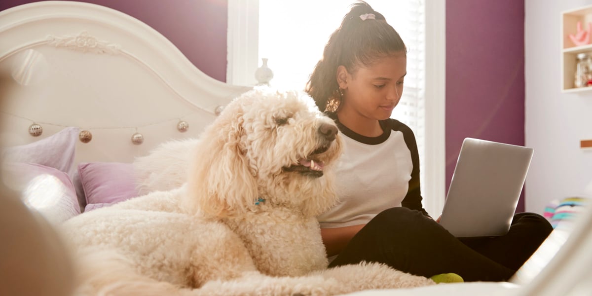 Waggel Blog - Poodle Cross Breeds - Top 10 Poodle Crosses