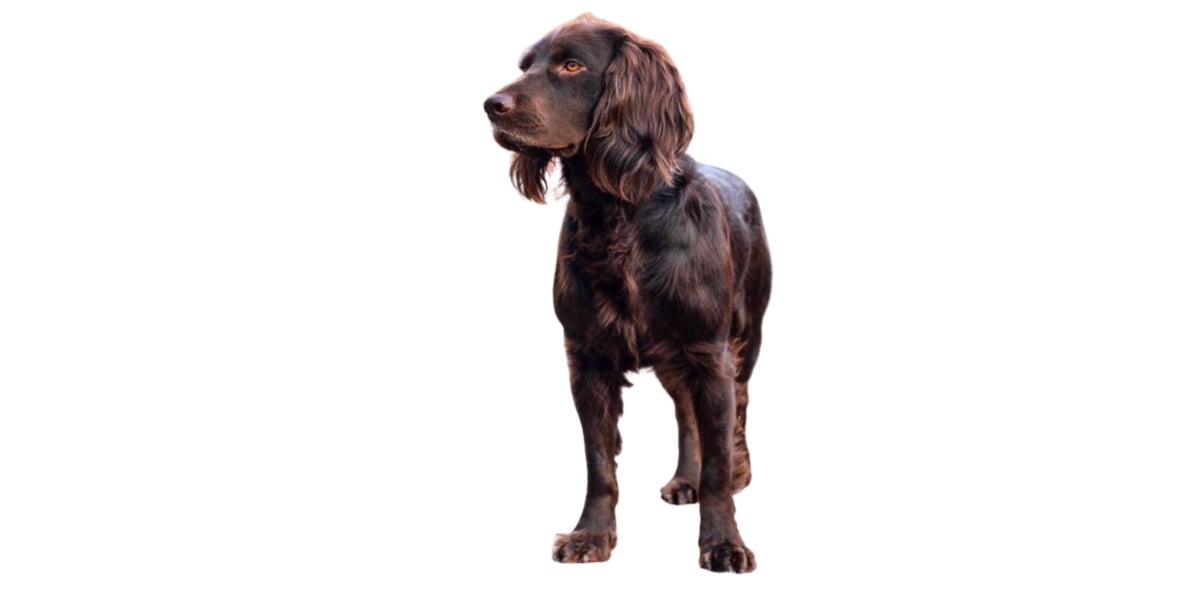 Waggel Blog - Spaniel Breeds | UK's Top 15 Types of Spaniels