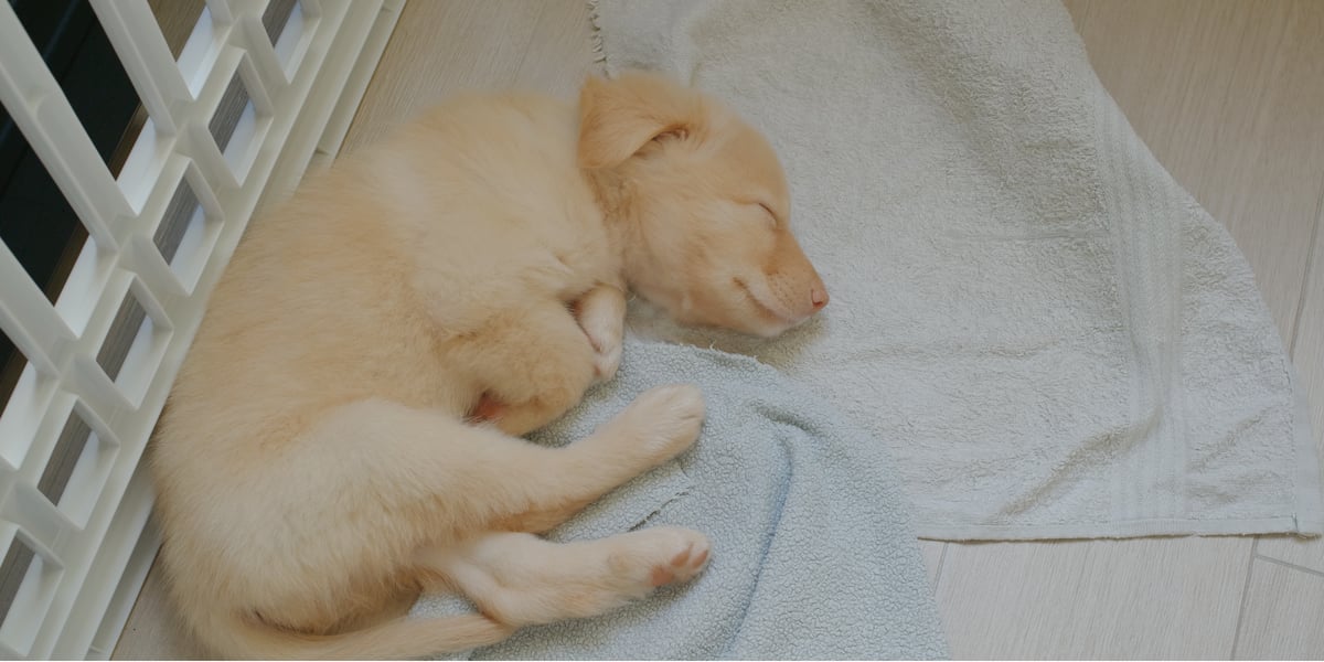 Waggel Blog - Navigating Your Puppy's First Night: Essential Tips and ...