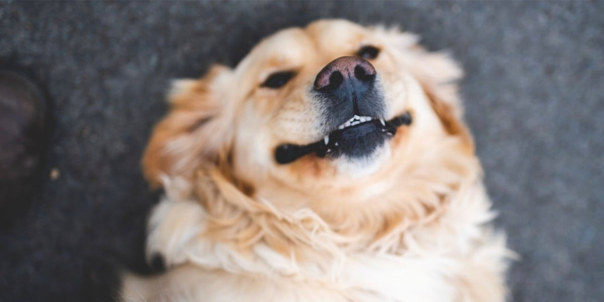 Waggel Blog - Cat and Dog Dental Care: What Is and Isn’t Covered in Pet ...