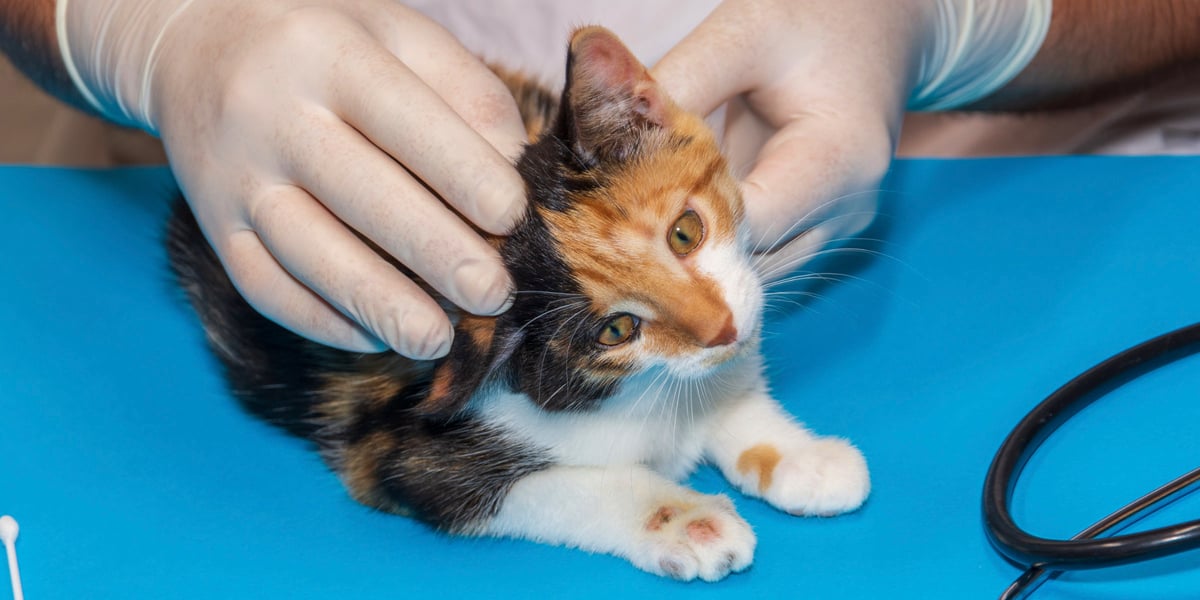 Waggel Blog - Ringworm in Cats - Treatment and Symptoms