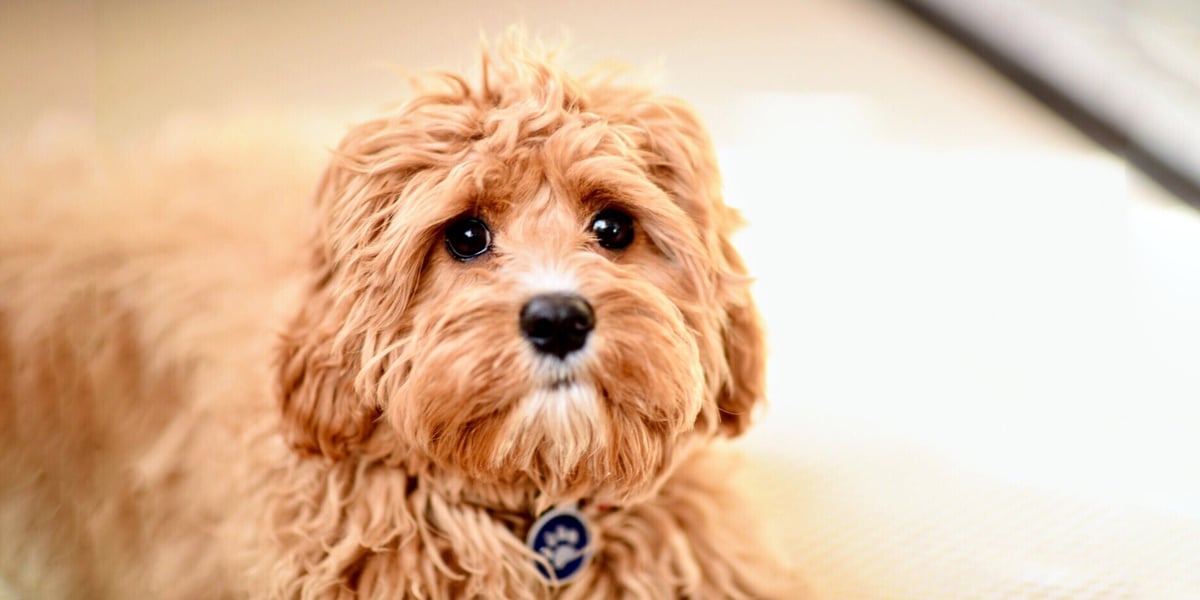 Waggel Blog - Cockapoo VS Cavapoo | Comparing the Breeds