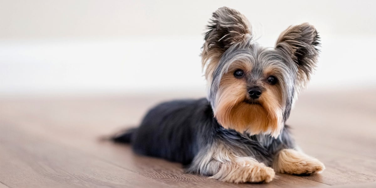 Waggel Blog - Best Dog Breeds | Top 10 Breeds in the UK