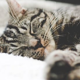 Waggel Blog - Cat Calming Plug-In - What Are They and Do They Work?