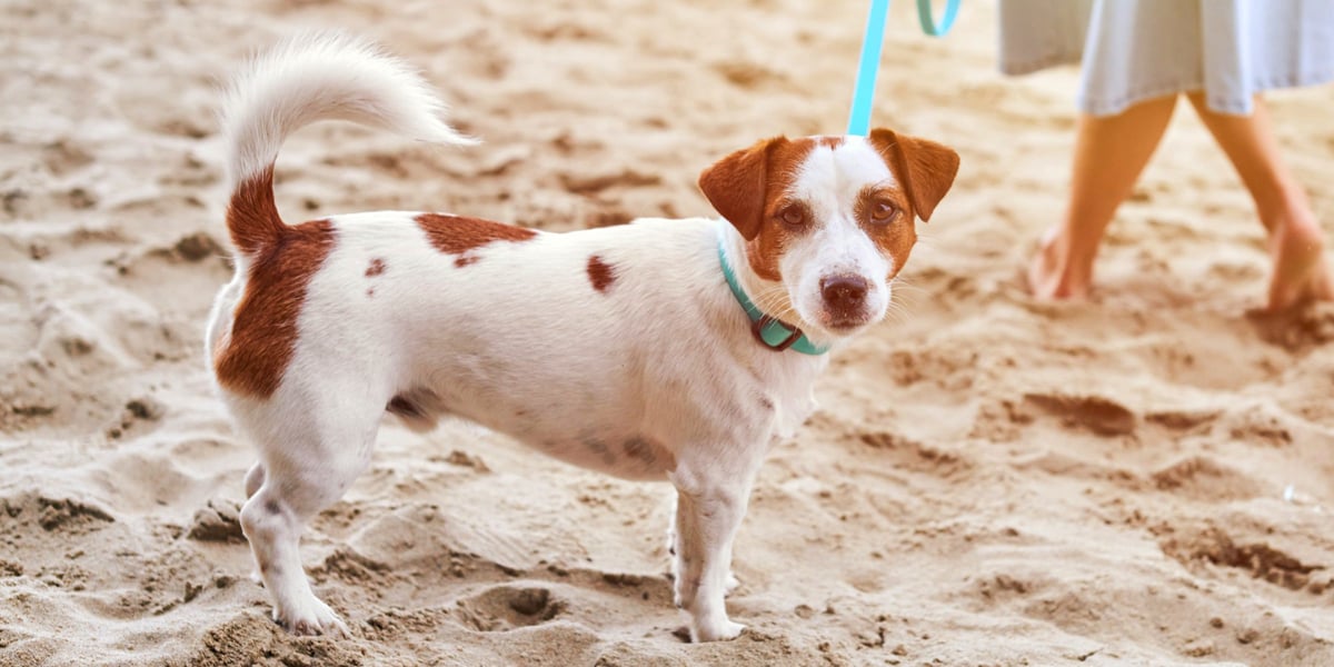 Waggel Blog - Best Dog Breeds | Top 10 Breeds in the UK