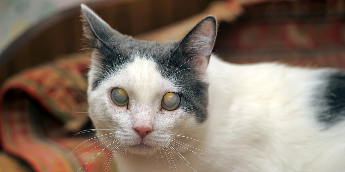 Waggel Blog - The Purrfect Guide to Understanding Cat Eye Problems