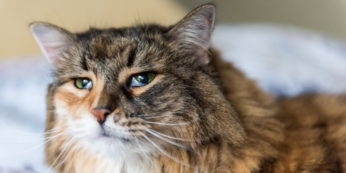 Waggel Blog - The Purrfect Guide to Understanding Cat Eye Problems