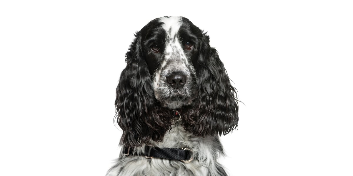 Waggel Blog - Spaniel Breeds | UK's Top 15 Types of Spaniels
