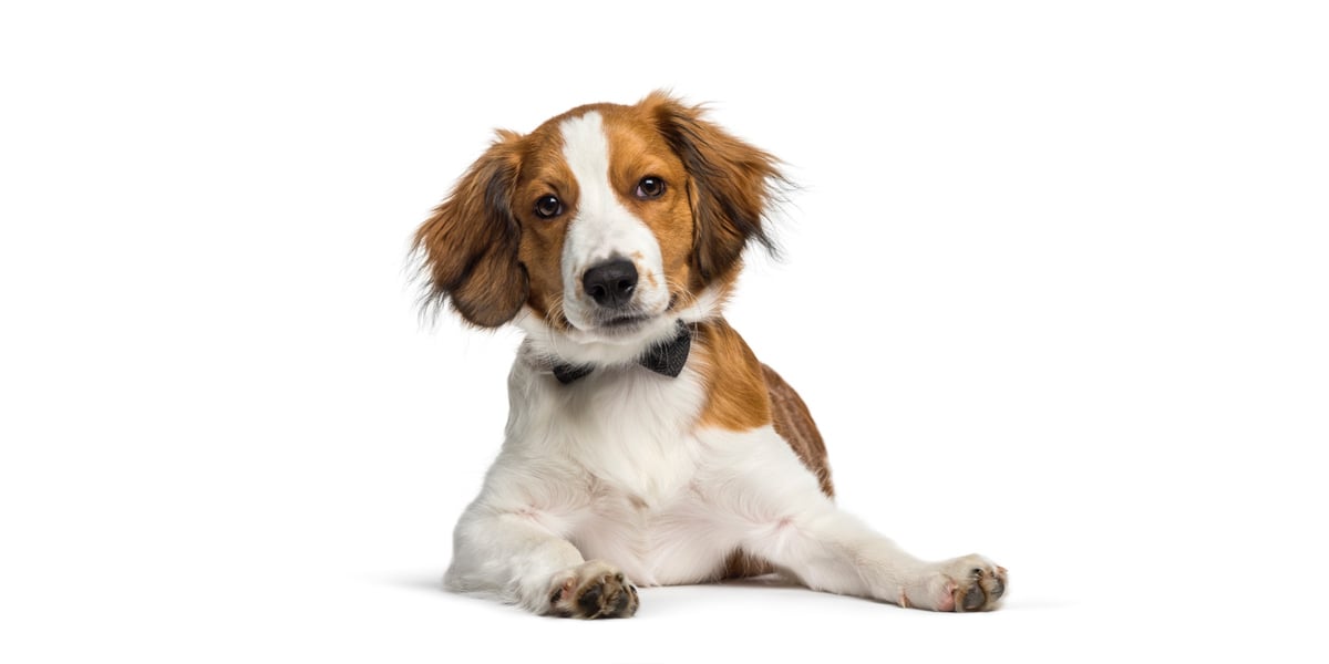 Waggel Blog - Spaniel Breeds | UK's Top 15 Types of Spaniels
