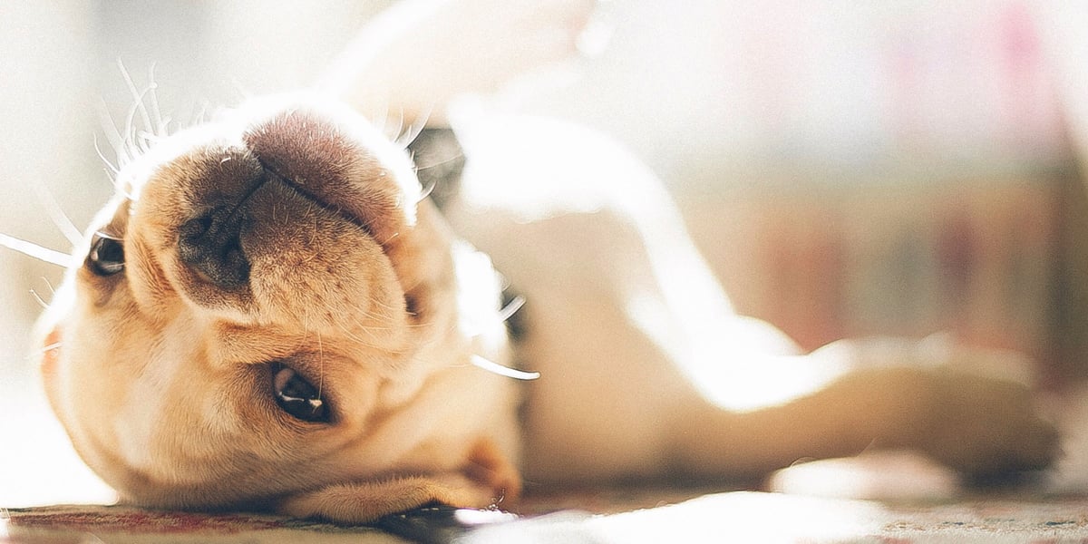 Waggel Blog - How to Teach a Dog to Roll Over | Waggel Training Tips