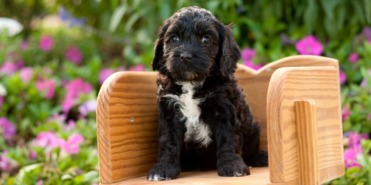 Waggel Blog - The Cockapoo Colour Wheel