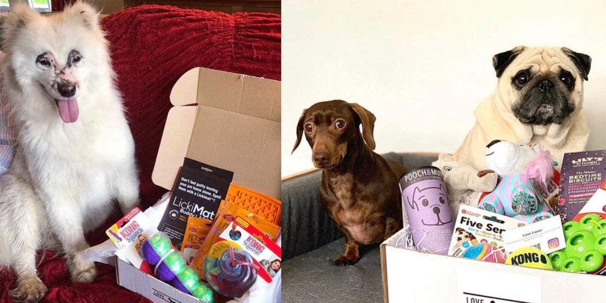 Waggel Blog - Dog Hampers - Our Recommended Hampers for Dogs