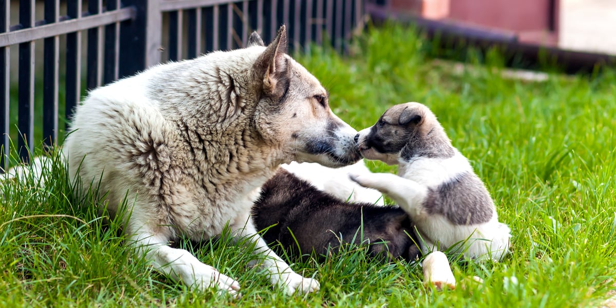 Waggel Blog - How to Introduce a Puppy to a Dog: Tips for a Successful ...