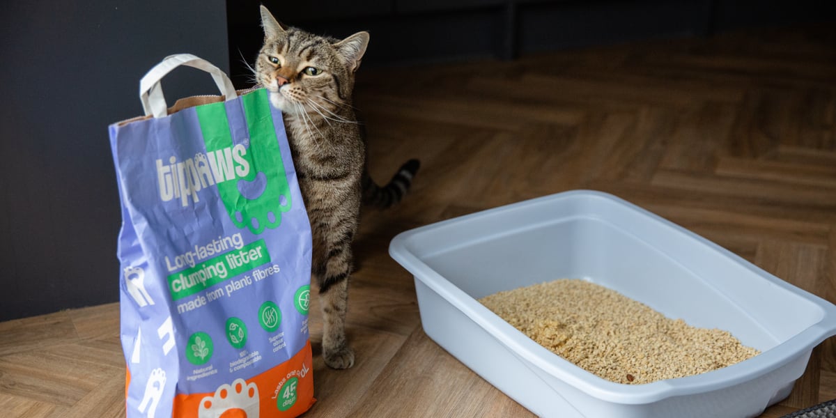 Waggel Blog - Best Cat Litter - Our Top 5 Choices