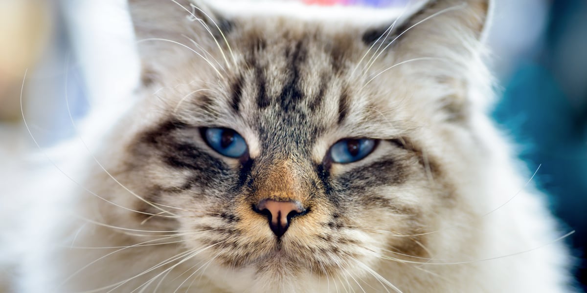 Waggel Blog The Purrfect Guide To Understanding Cat Eye Problems