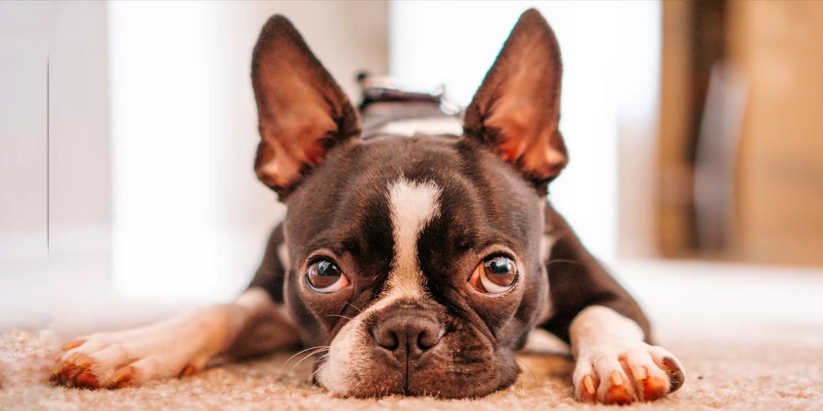 Waggel Blog - Dogs With Long Ears - 10 Long-Eared Dog Breeds With Pics