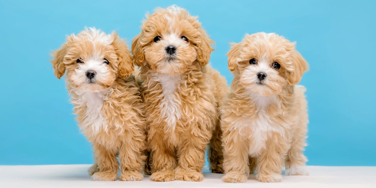 Waggel Blog - Poodle Cross Breeds - Top 10 Poodle Crosses