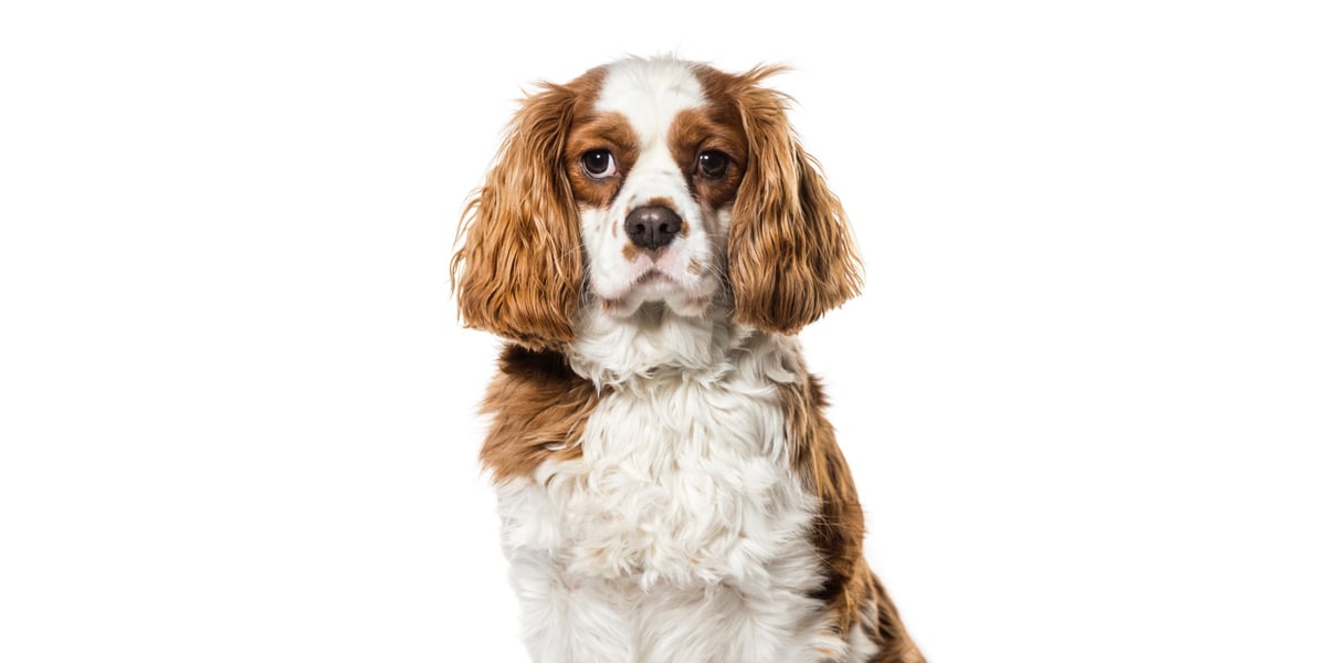 Waggel Blog - Spaniel Breeds | UK's Top 15 Types of Spaniels