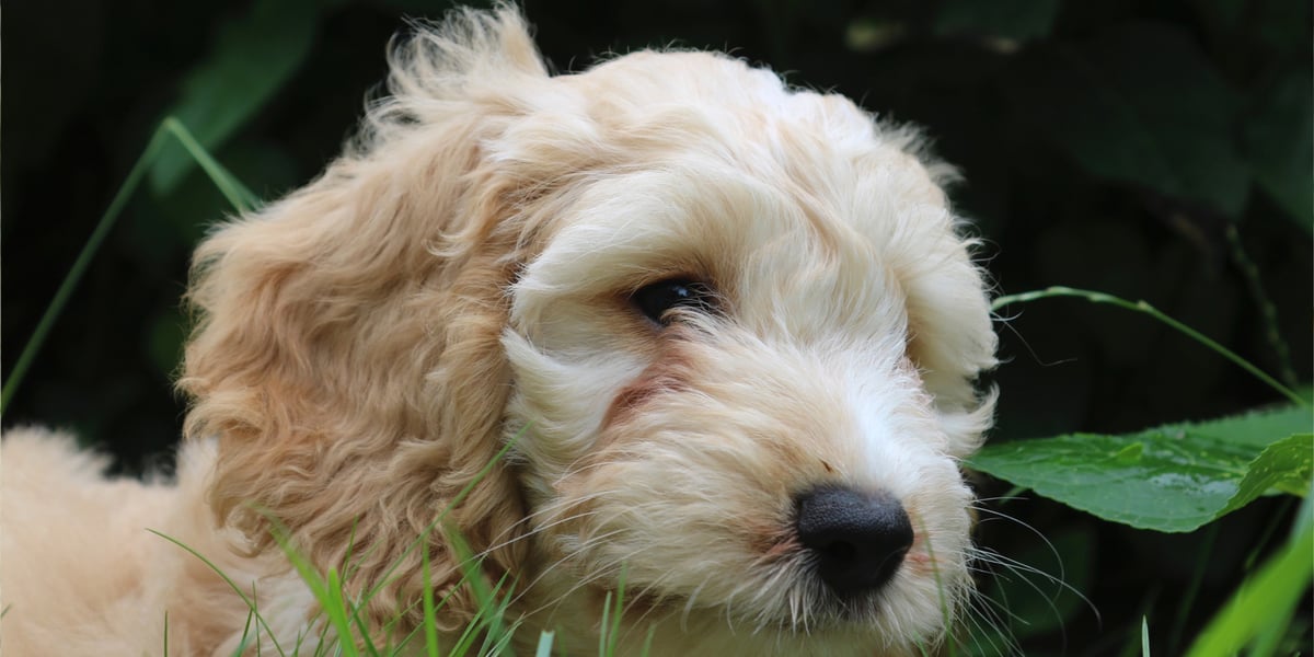 Waggel Blog - The Cockapoo Colour Wheel