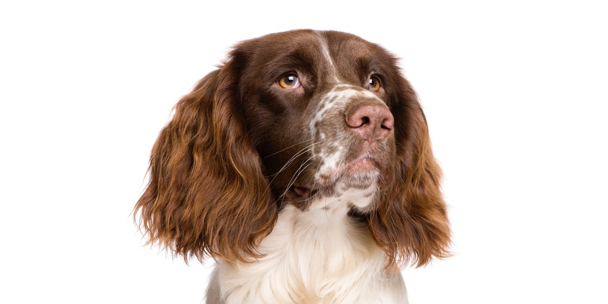 Waggel Blog - Spaniel Breeds | UK's Top 15 Types of Spaniels