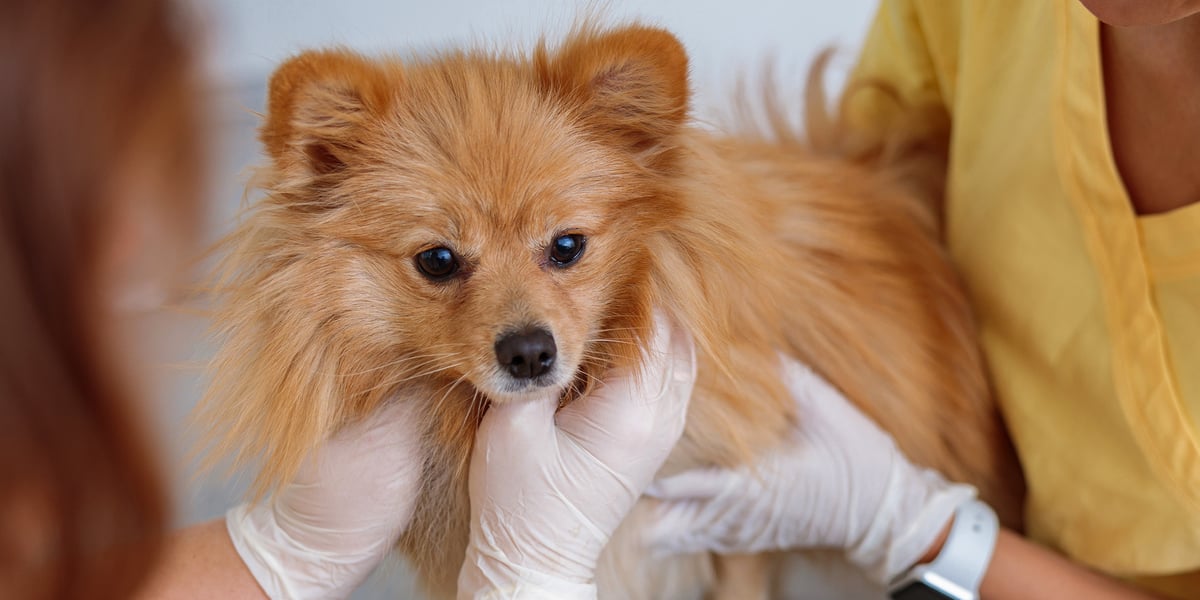 Waggel Blog - Dog Skin Conditions - 10 Most Common Skin Conditions in Dogs